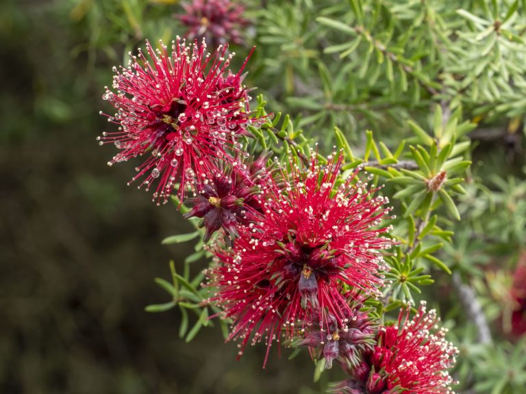 Kunzea baxteri | Australian Plants Society