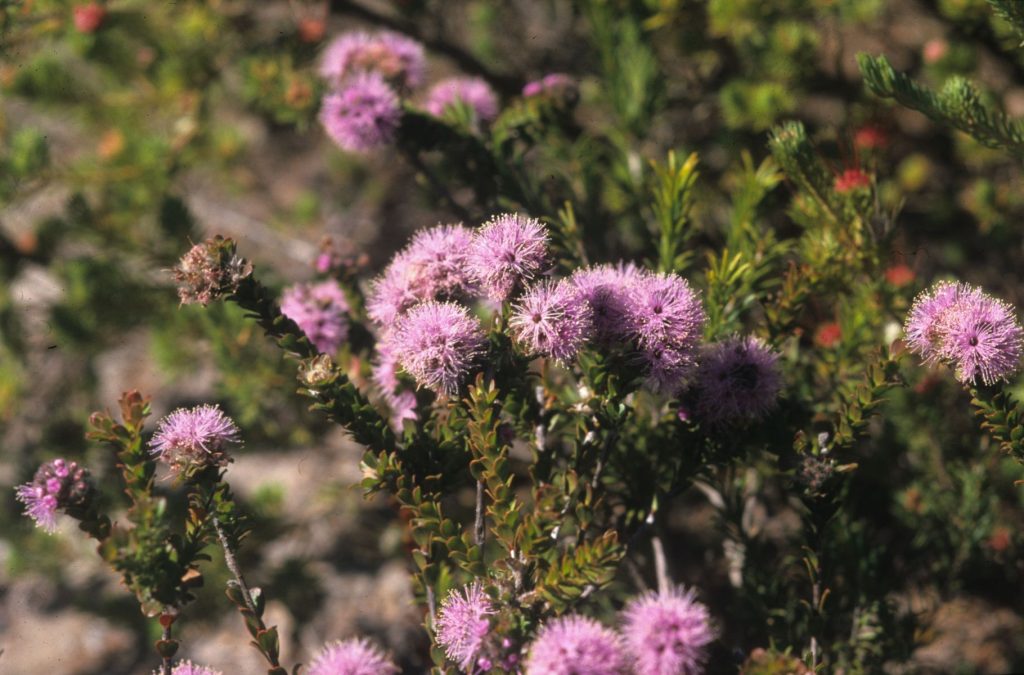 Kunzea capitata, image Alan Fairley | Australian Plants Society