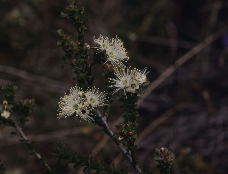 Kunzea capitata (white), image Alan Fairley | Australian Plants Society
