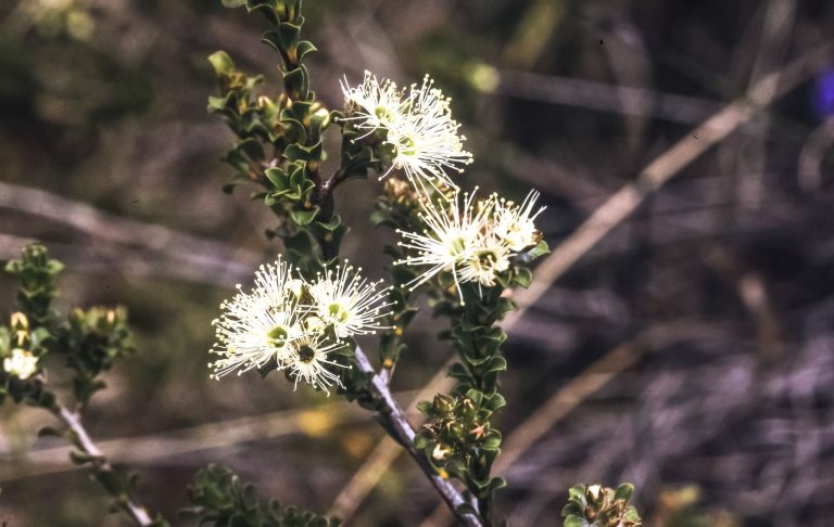 Kunzea capitata (white), image Alan Fairley | Australian Plants Society
