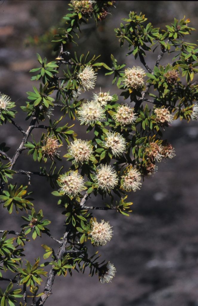 Kunzea rupestris | Australian Plants Society