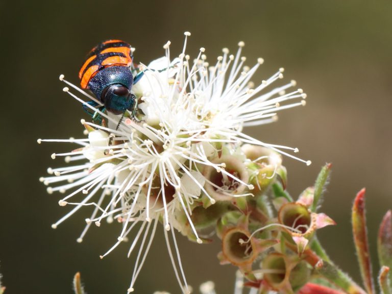Insects that thrive on our native plants | Australian Plants Society