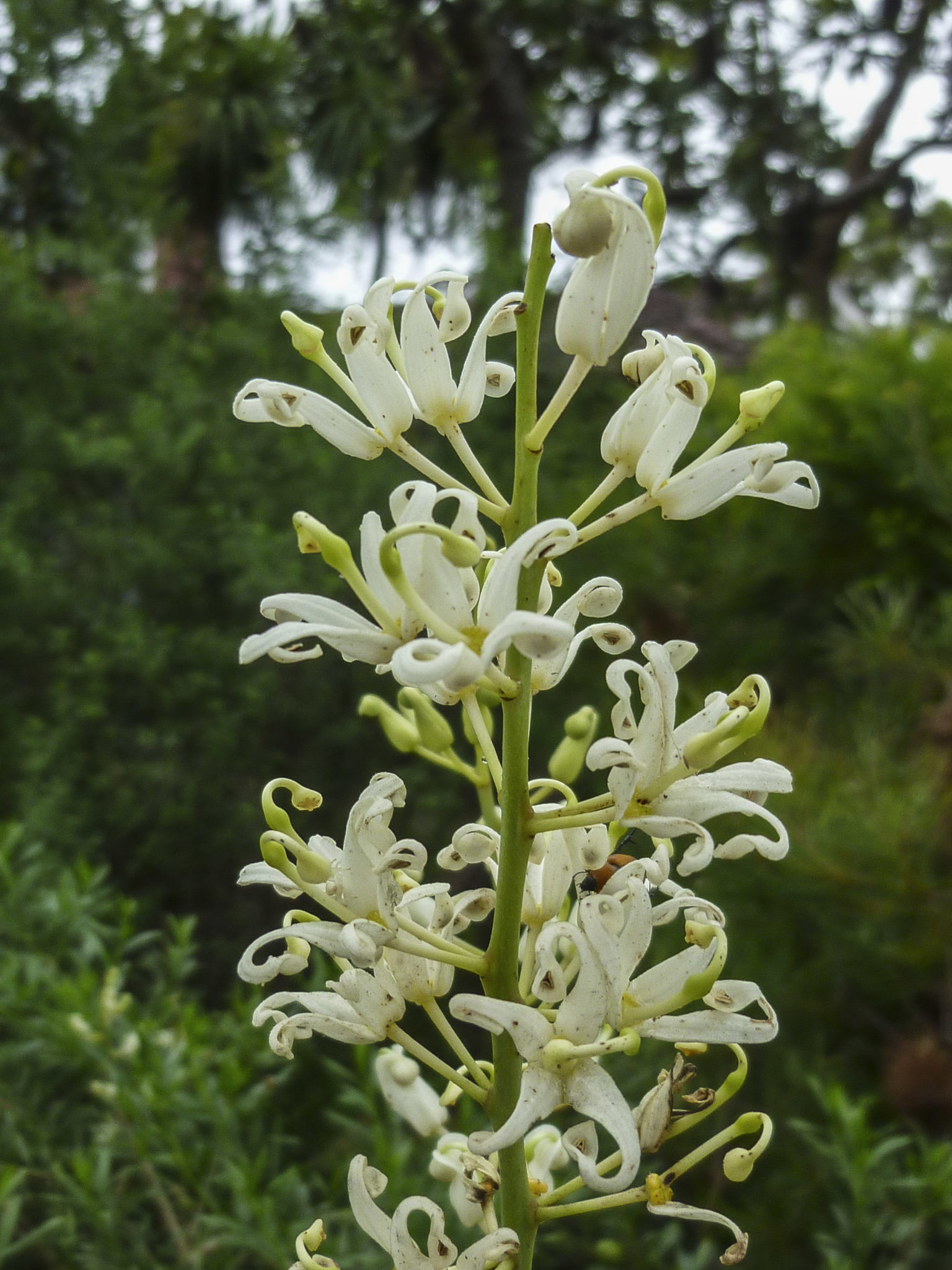 Lomatia silaifolia | Australian Plants Society