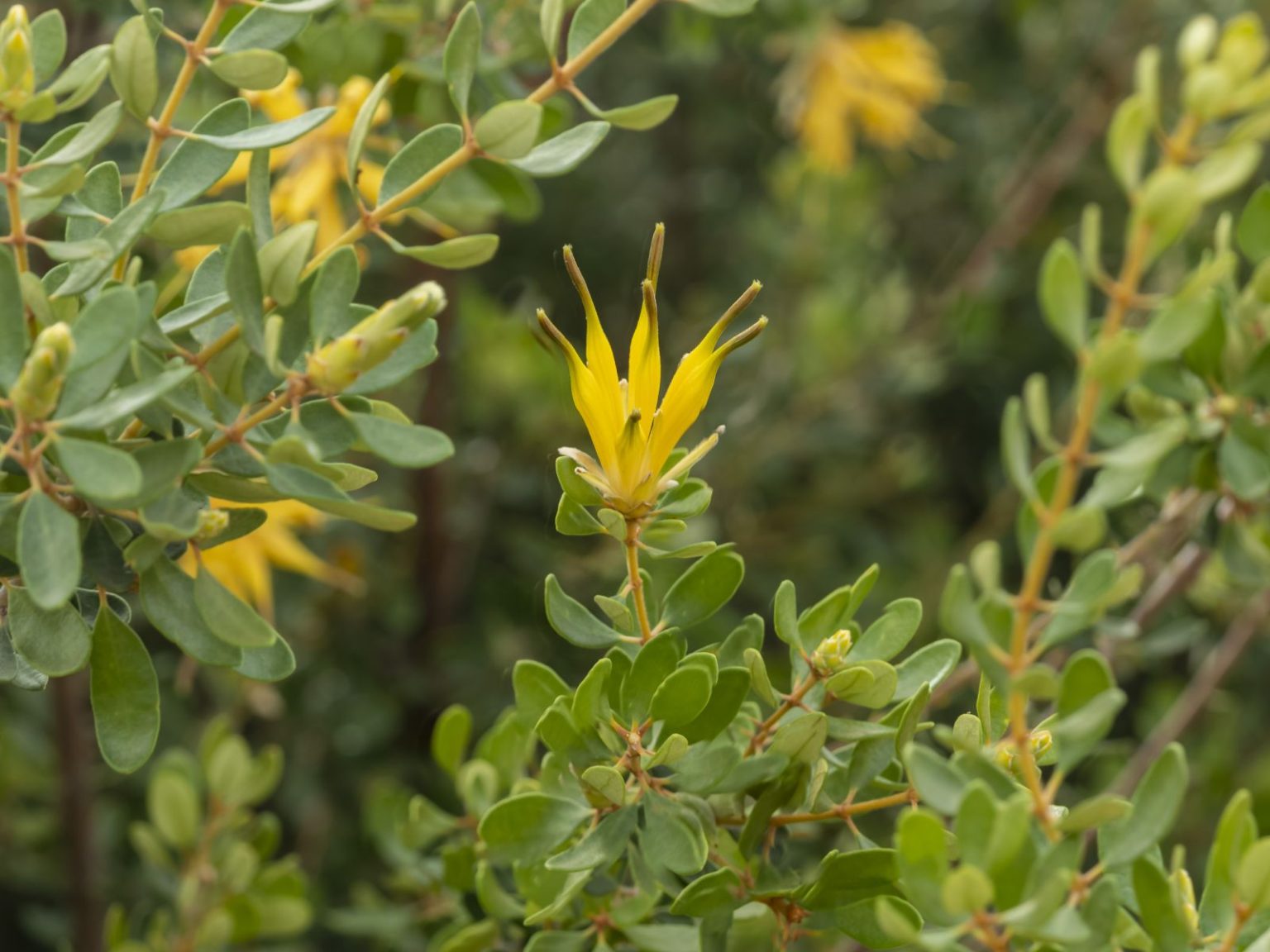 Lambertia inermis_1284887-HDR | Australian Plants Society