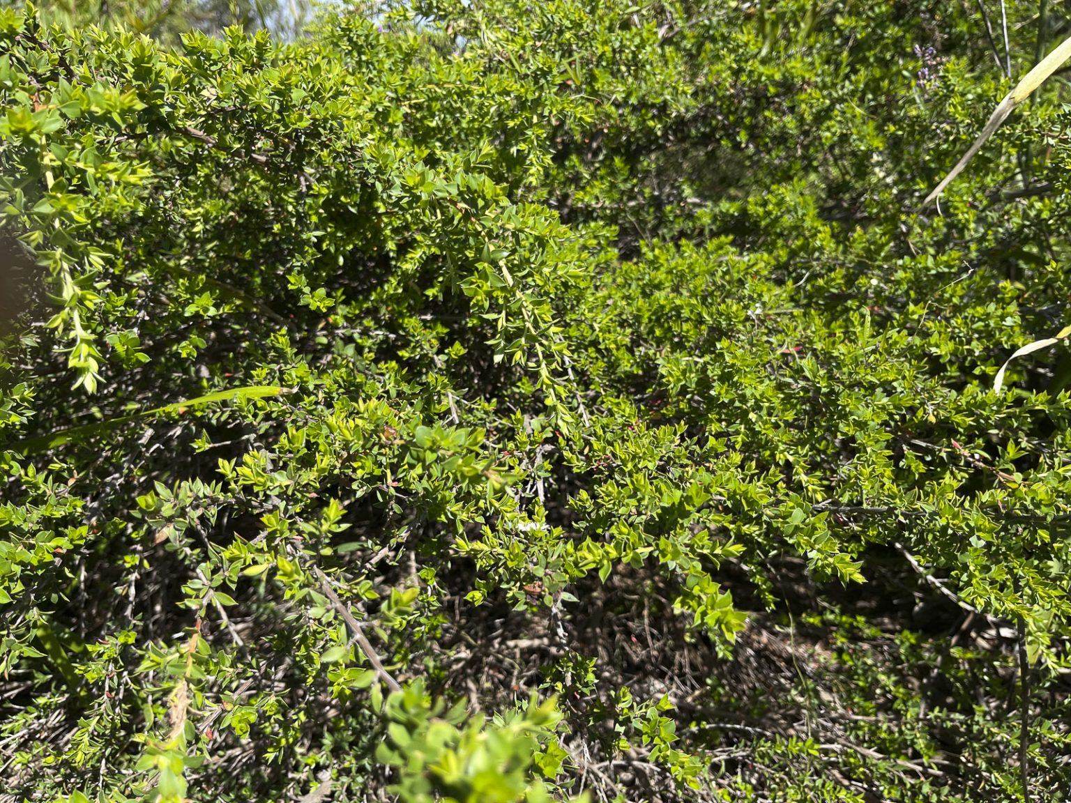 Leptospermum ‘Horizontalis’ | Australian Plants Society