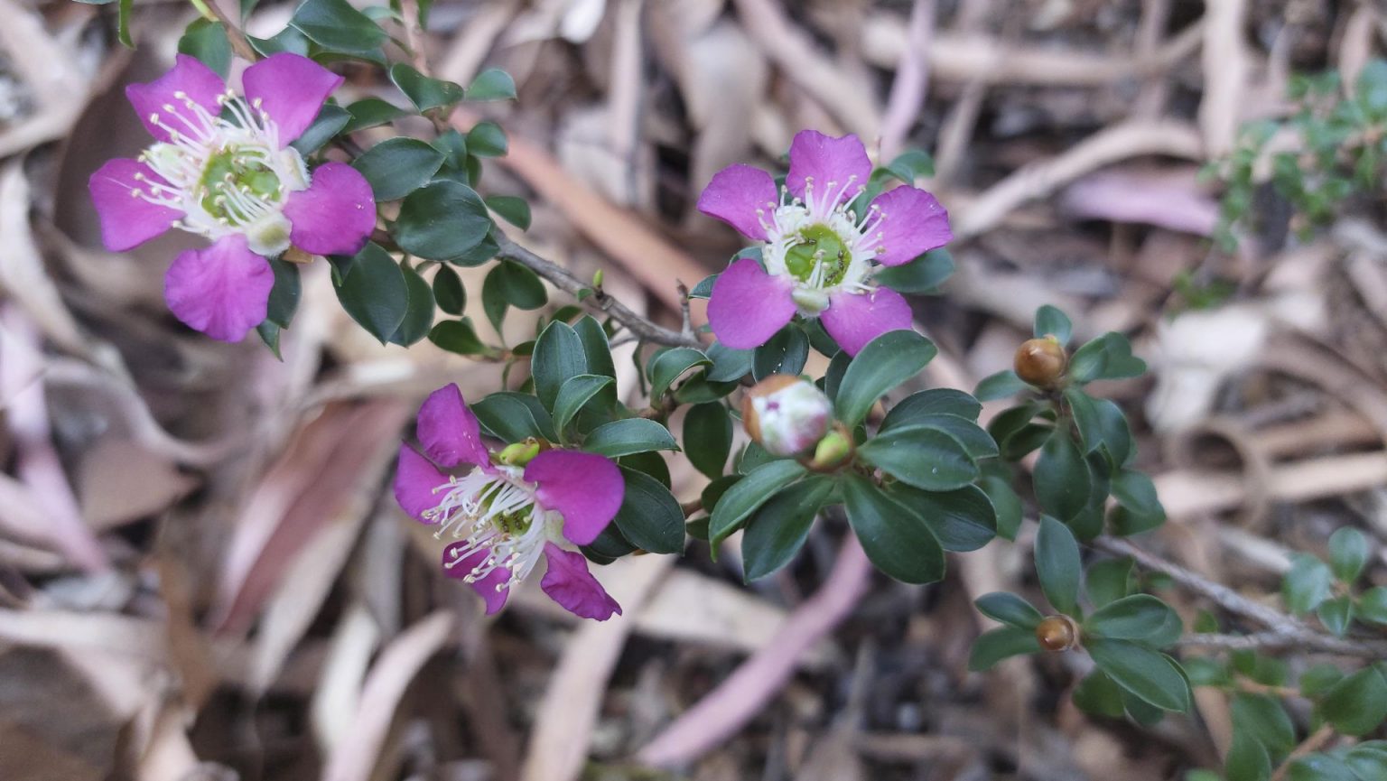 Leptospermum ‘Purple Haze’ | Australian Plants Society