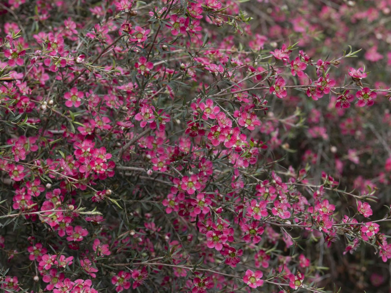 Leptospermum ‘Tickled Pink’ | Australian Plants Society
