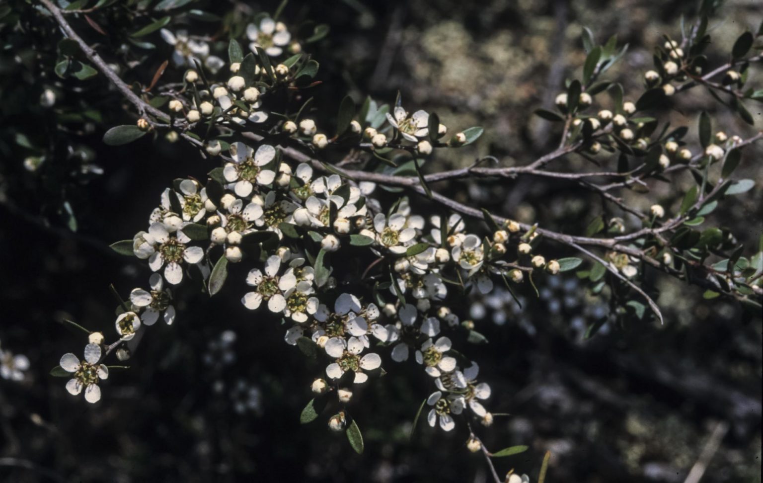 Gaudium brevipes (syn. Leptospermum brevipes) | Australian Plants Society