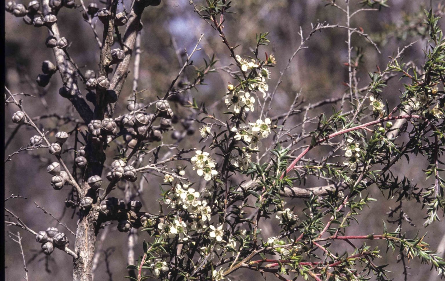 Leptospermum continentale | Australian Plants Society
