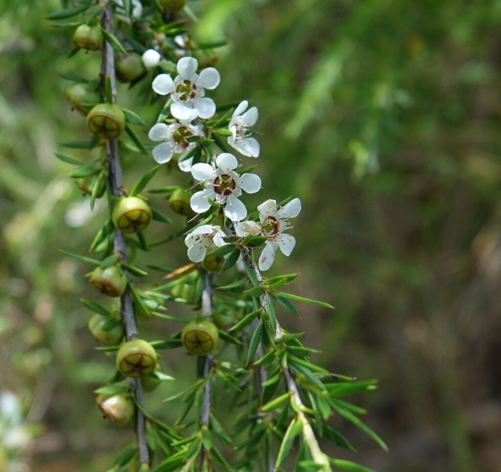 In flower in February at Manly Dam | Australian Plants Society