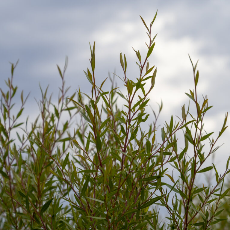 Leptospermum ‘Lemon Hedge’ | Australian Plants Society