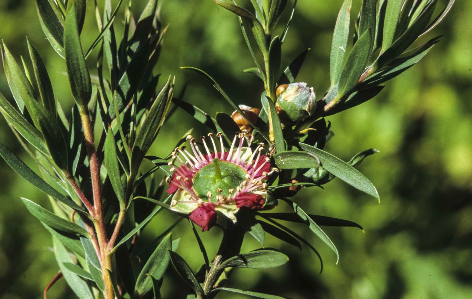 Leptospermum spectabile | Australian Plants Society