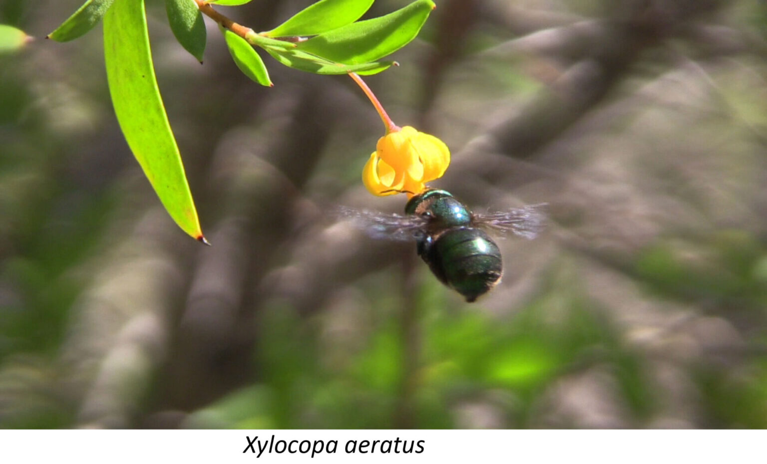 A tale of two sites | Australian Plants Society