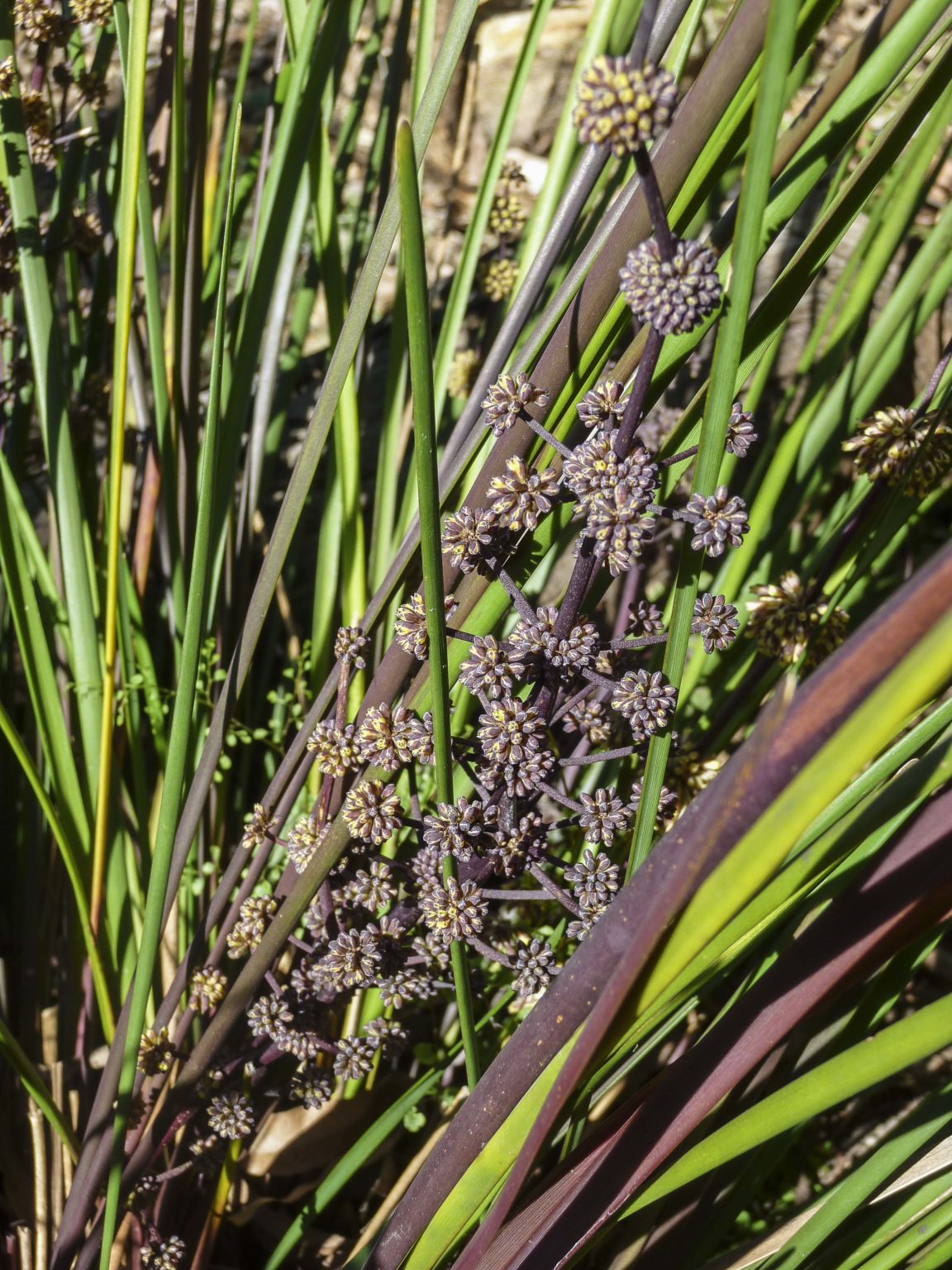 Lomandra multiflora | Australian Plants Society