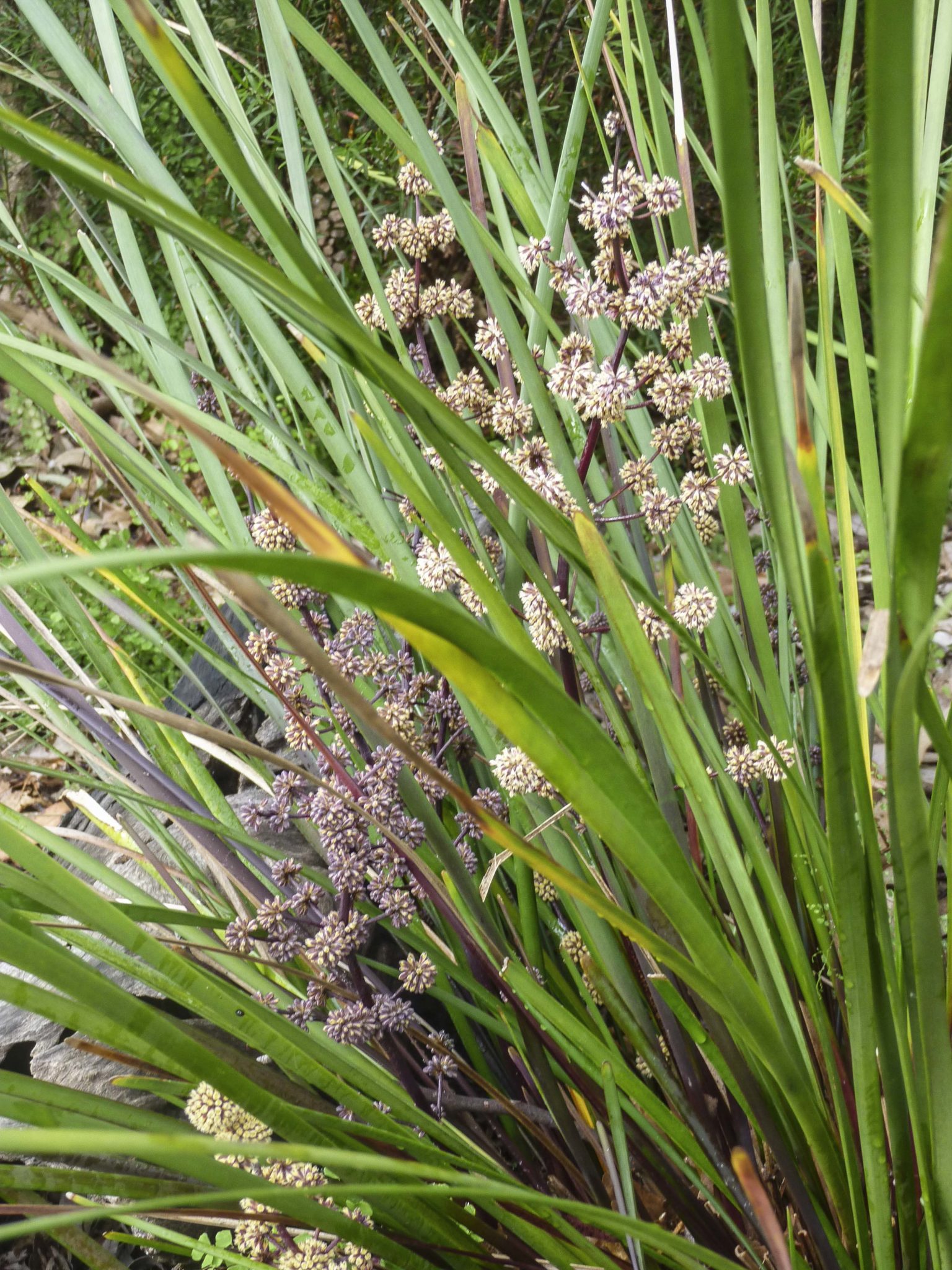 Lomandra multiflora ssp. multiflora | Australian Plants Society