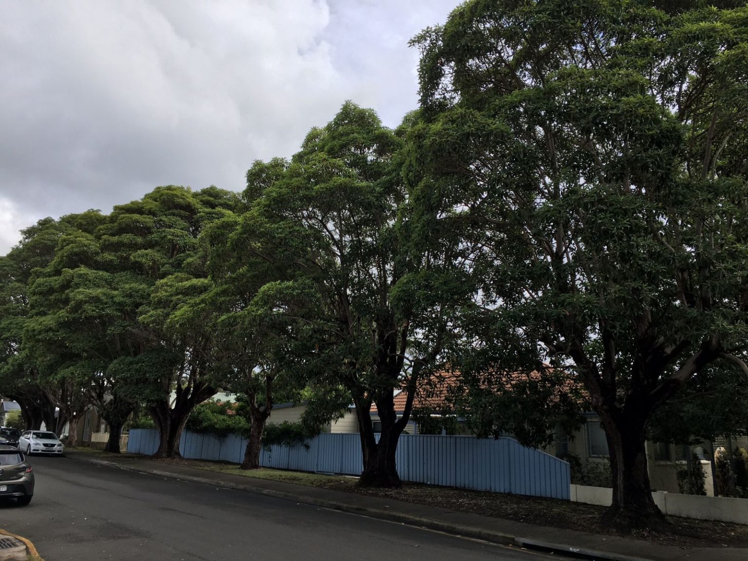 Conserving native plants and habitats | Australian Plants Society