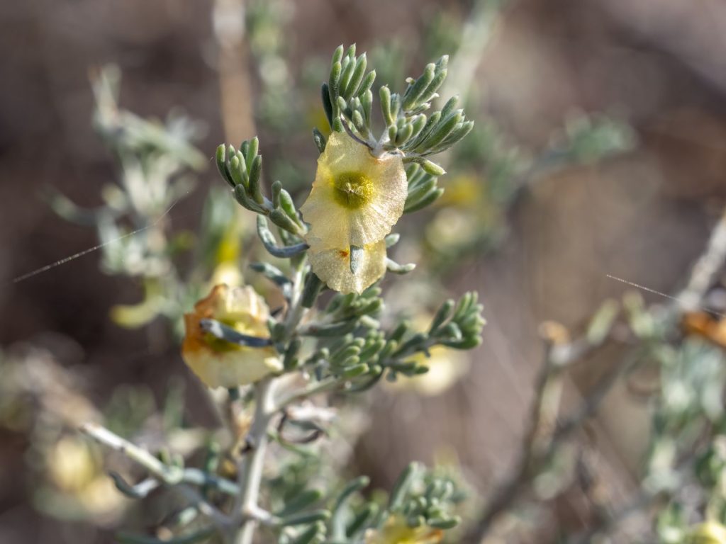 Maireana triptera (Three-winged Bluebush), WIlcannia, image Heather ...