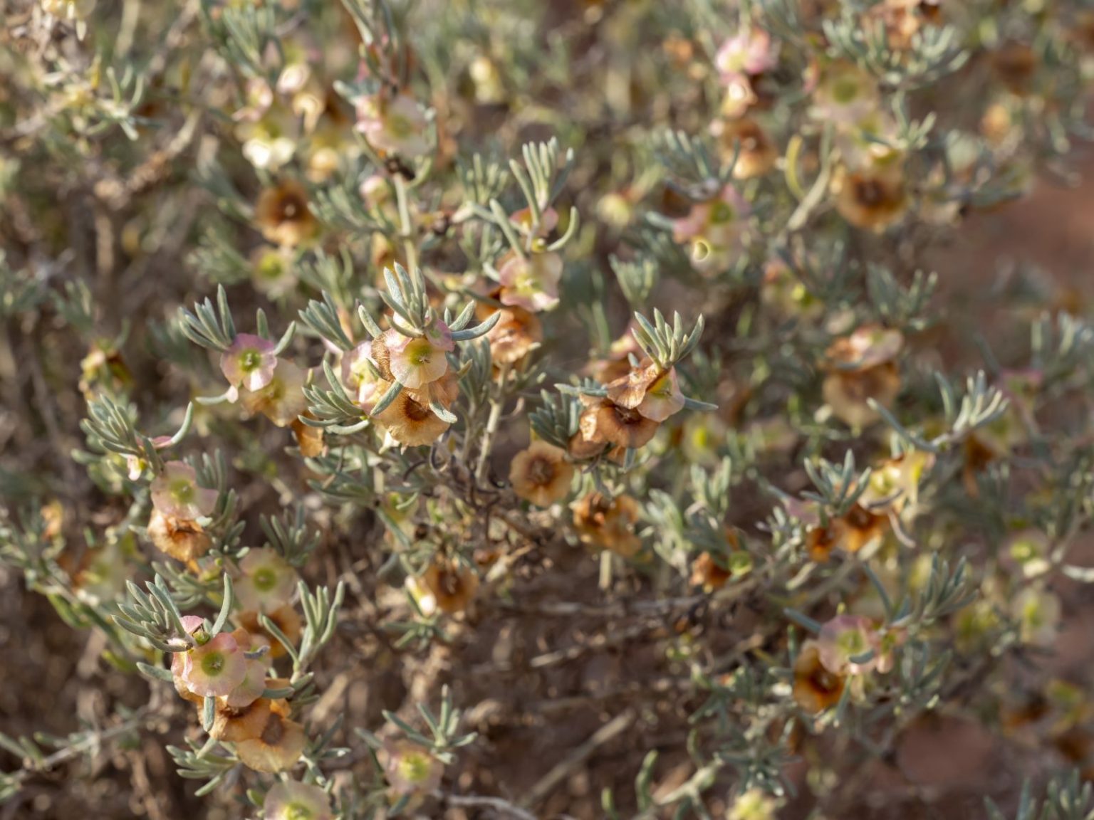 Exploring ephemeral arid plants of NSW | Australian Plants Society