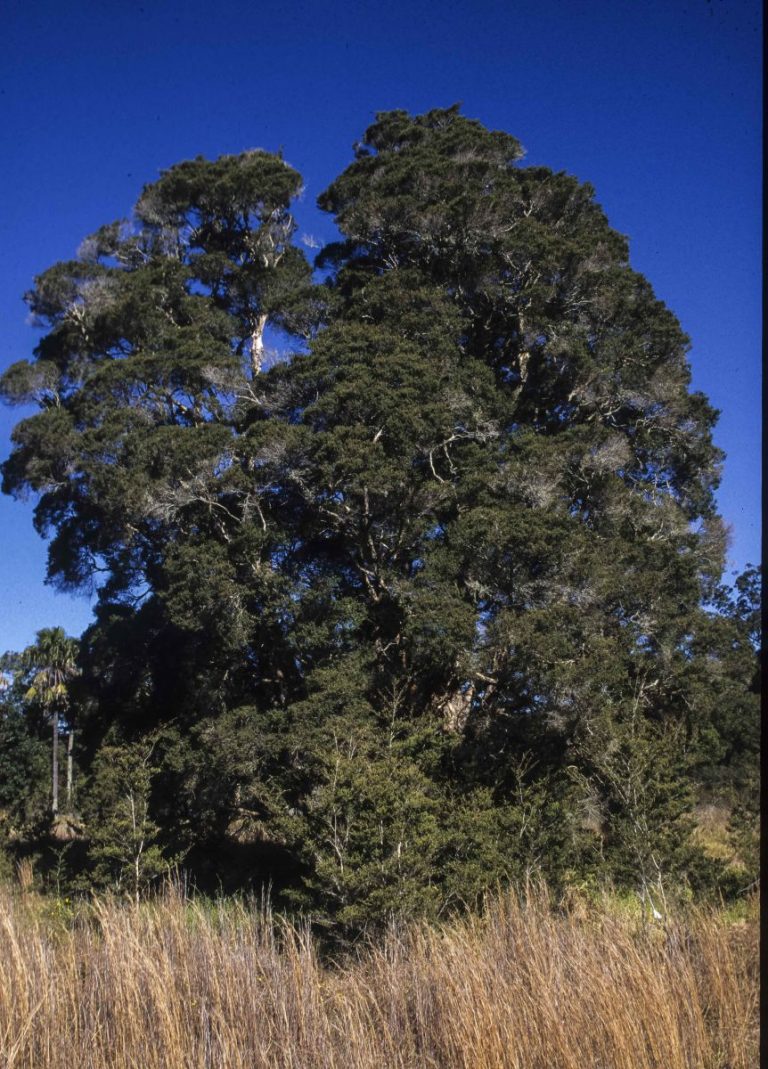 Melaleuca biconvexa (tree) | Australian Plants Society