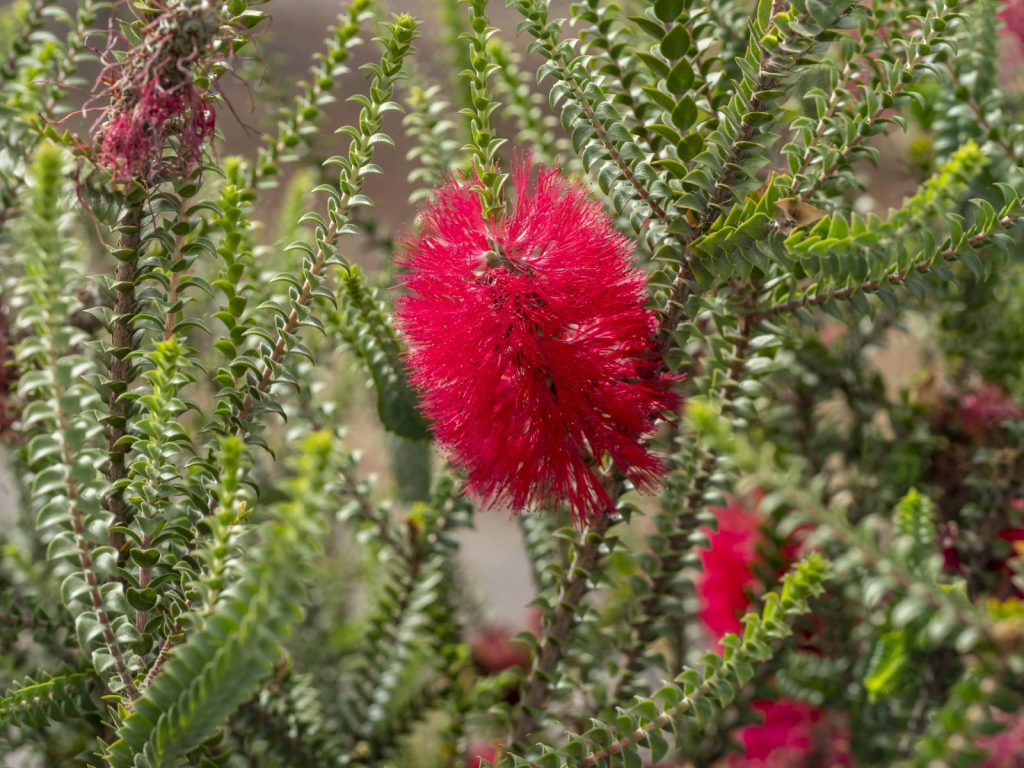 Visit to Melton Botanic Garden in January | Australian Plants Society