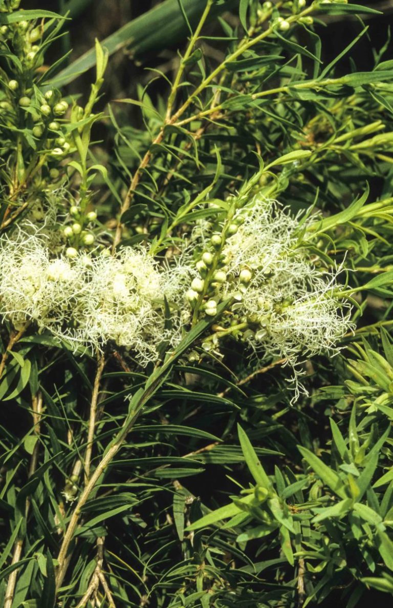 Melaleuca linariifolia | Australian Plants Society