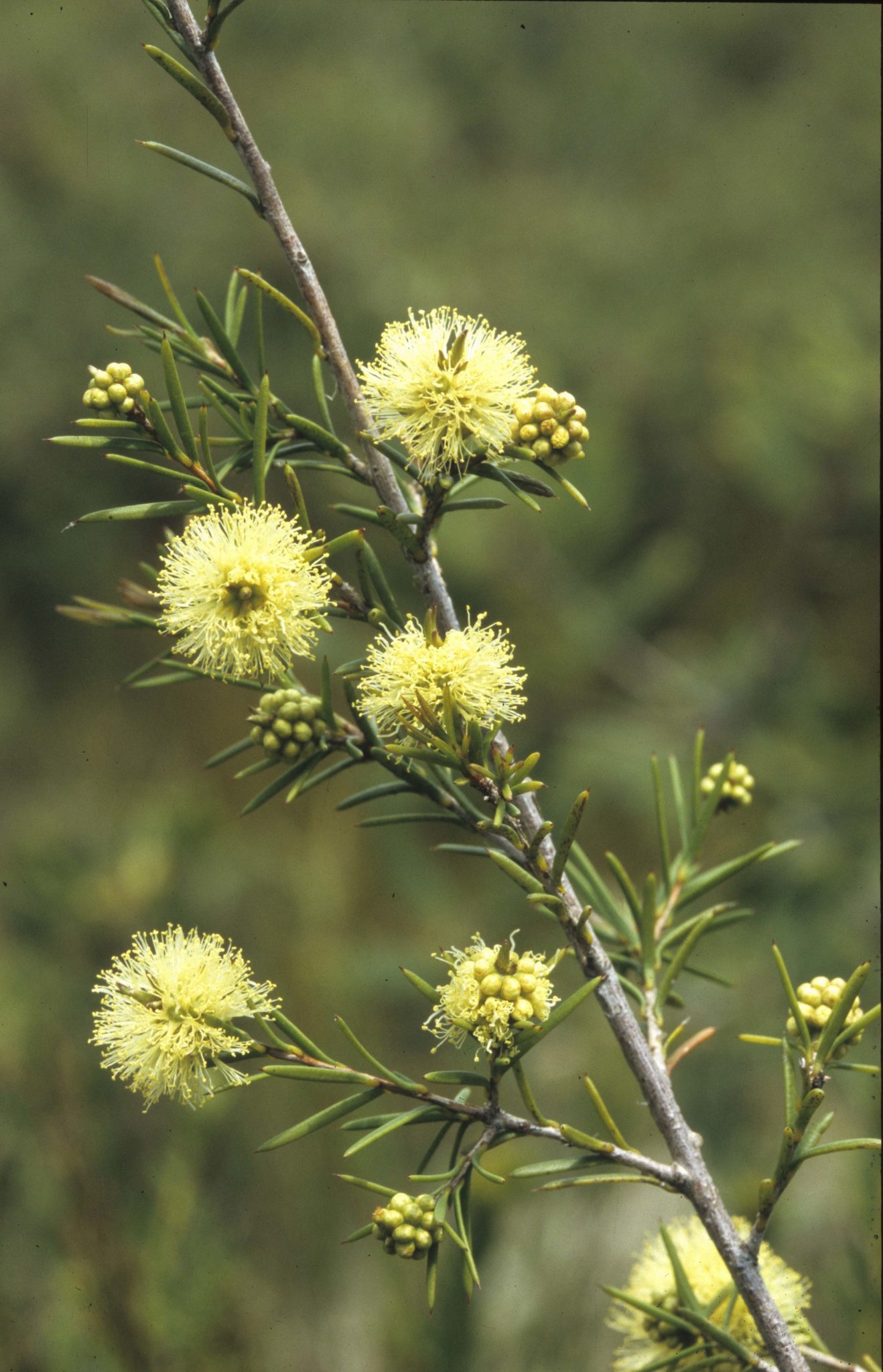 Shrubs over 1 m | Australian Plants Society