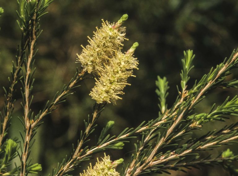 Melaleuca parvistaminea | Australian Plants Society