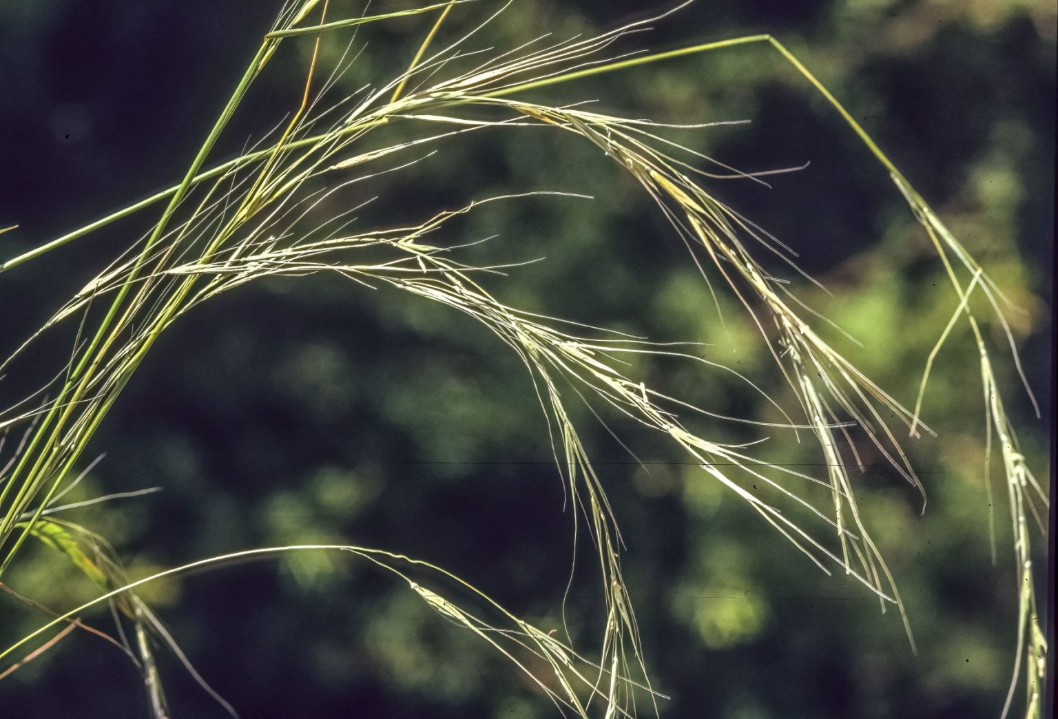 Grasses and clumping plants – and other monocots. | Australian Plants ...