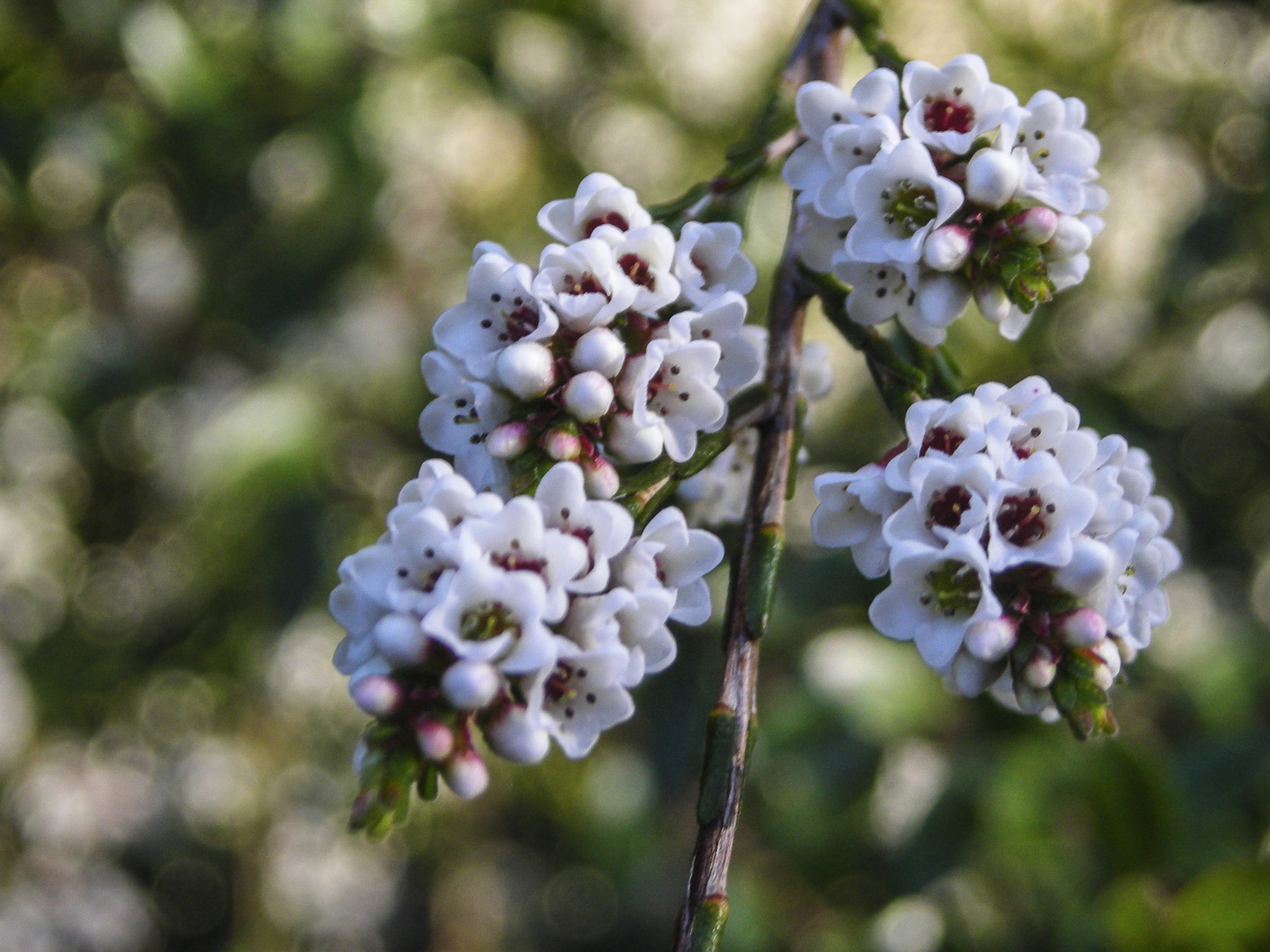 Micromyrtus ciliata | Australian Plants Society