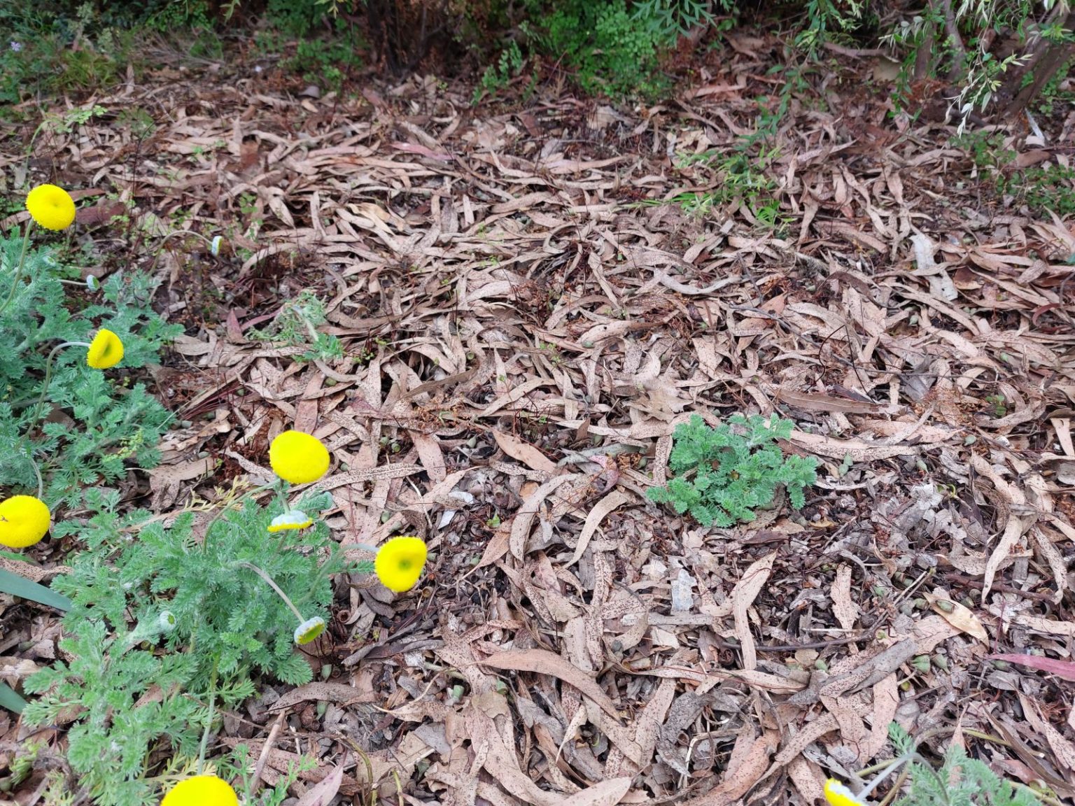 Mulch and native plants – a few thoughts | Australian Plants Society