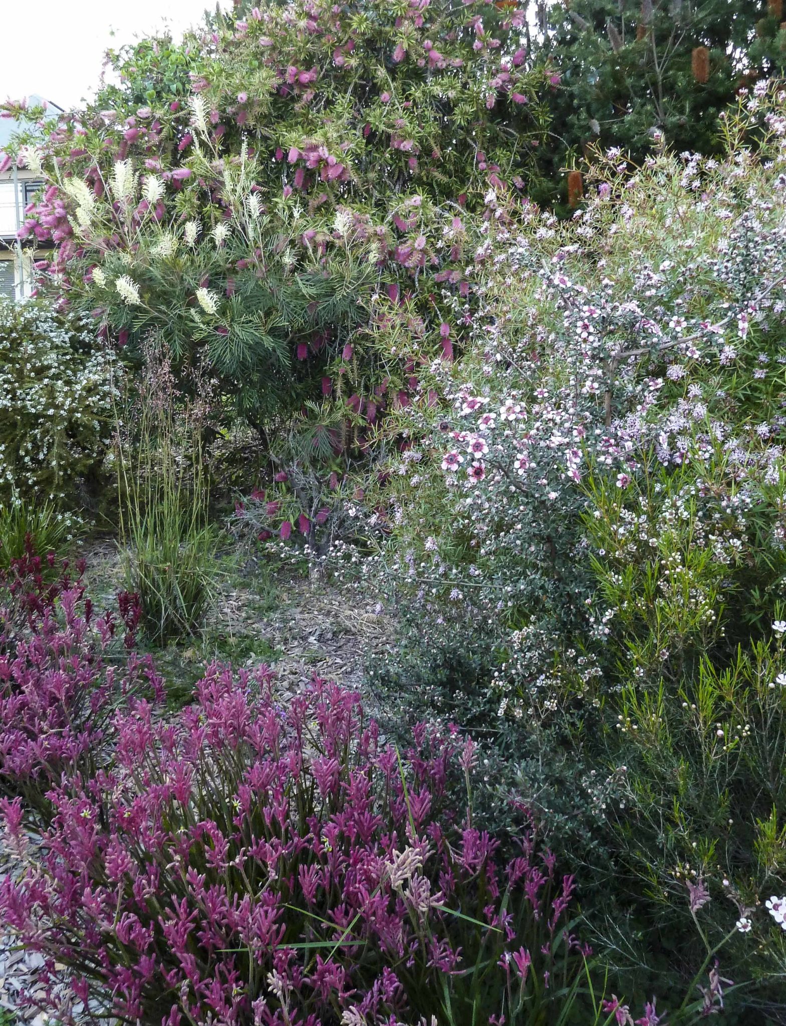 Multiple flowers P1060013-2 | Australian Plants Society