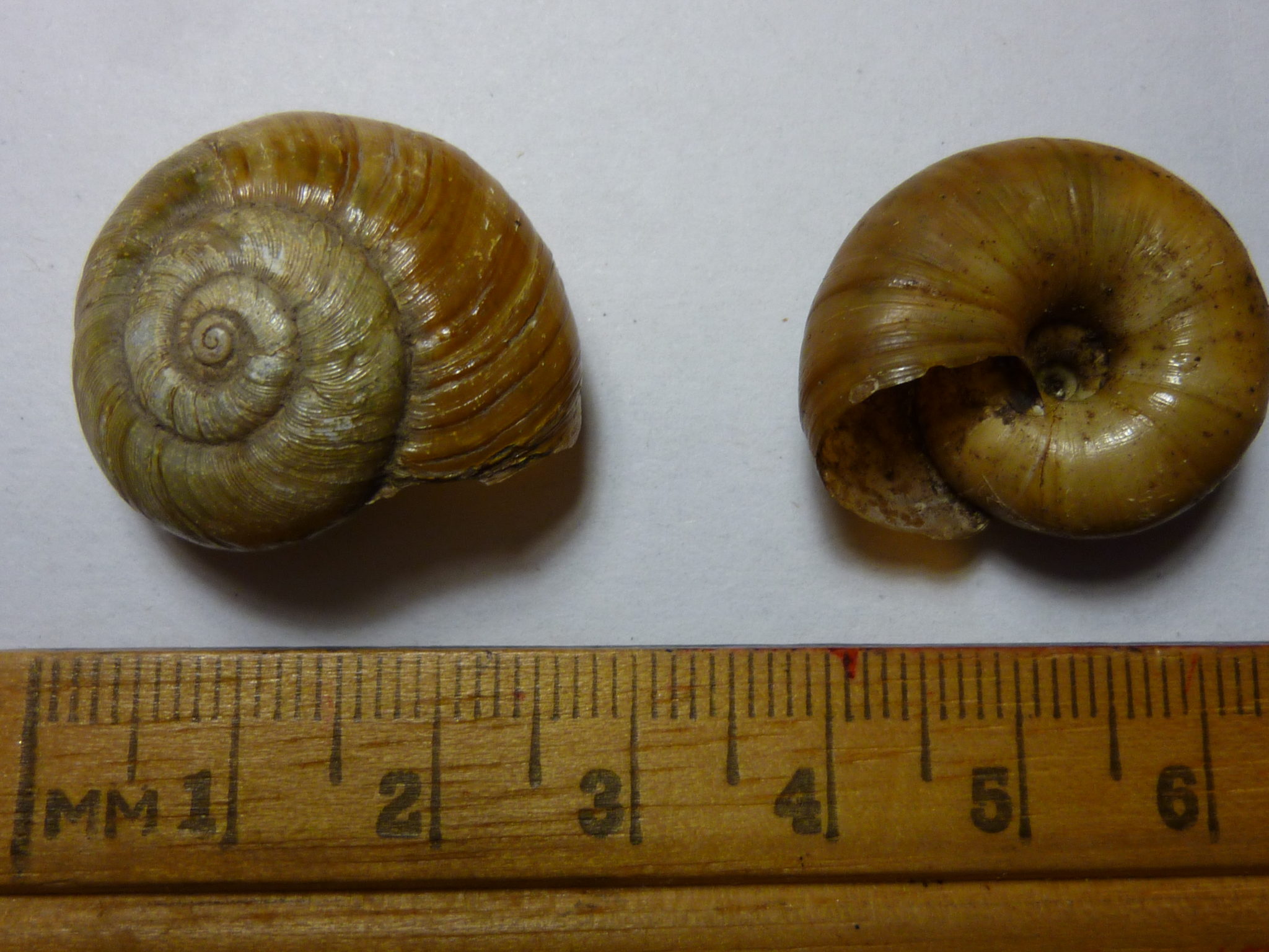 Native snail front and back view | Australian Plants Society