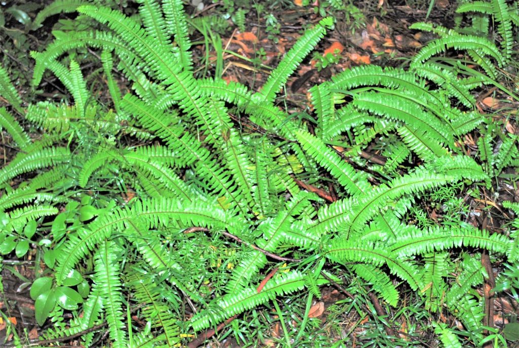 Ferns of the Southern Sydney Basin | Australian Plants Society