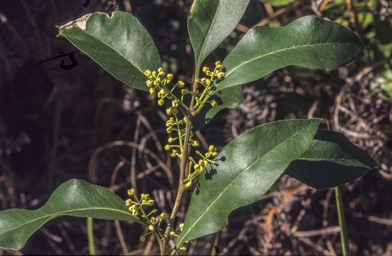 Notelaea longifolia | Australian Plants Society