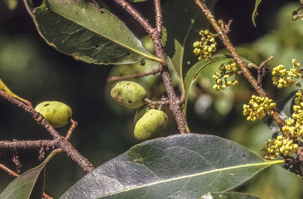 Notelaea venosa | Australian Plants Society