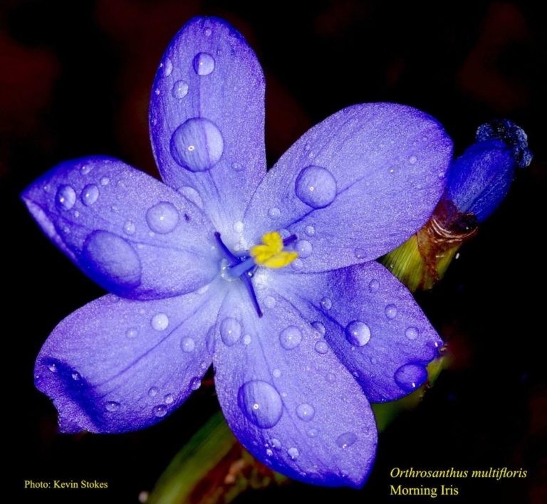 Grasses and clumping plants | Australian Plants Society