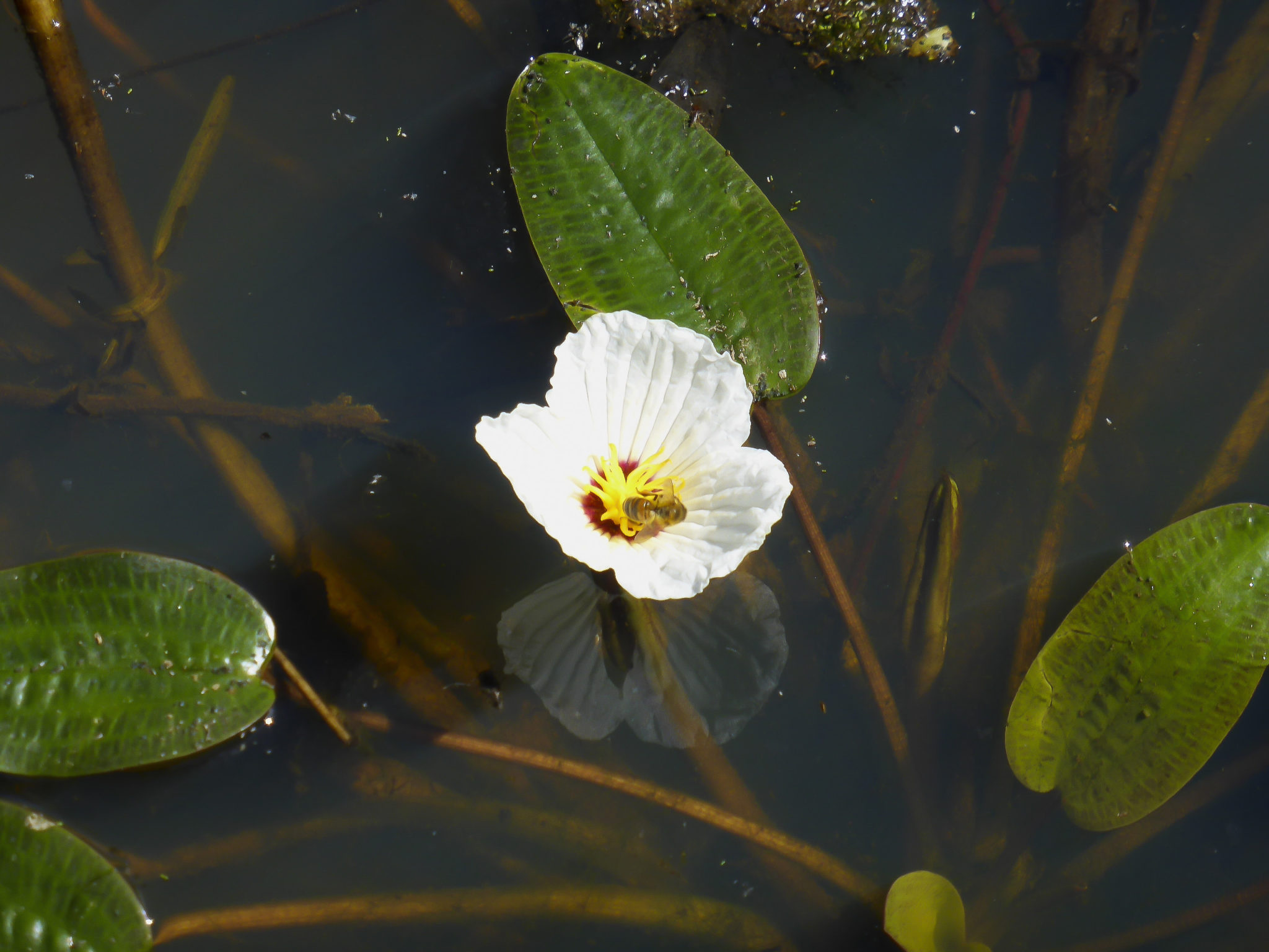 Ottelia ovalifolia | Australian Plants Society