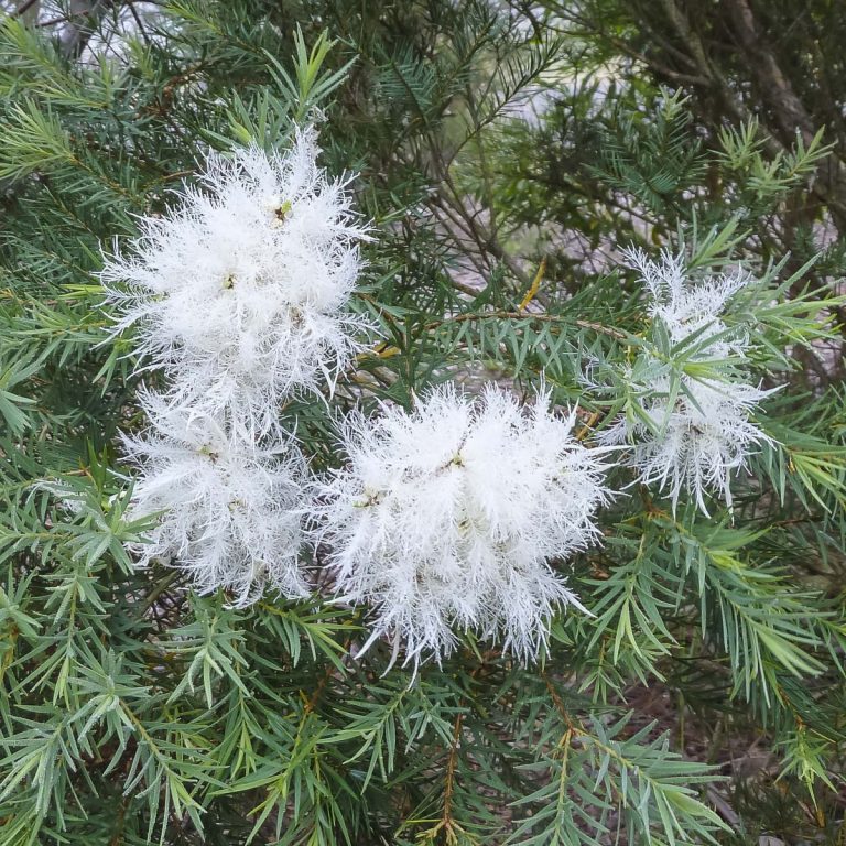 Melaleuca linariifolia | Australian Plants Society