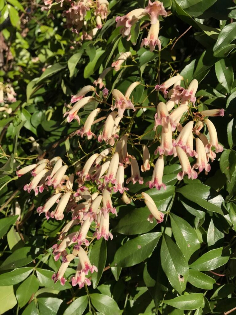 Pandorea pandorana | Australian Plants Society