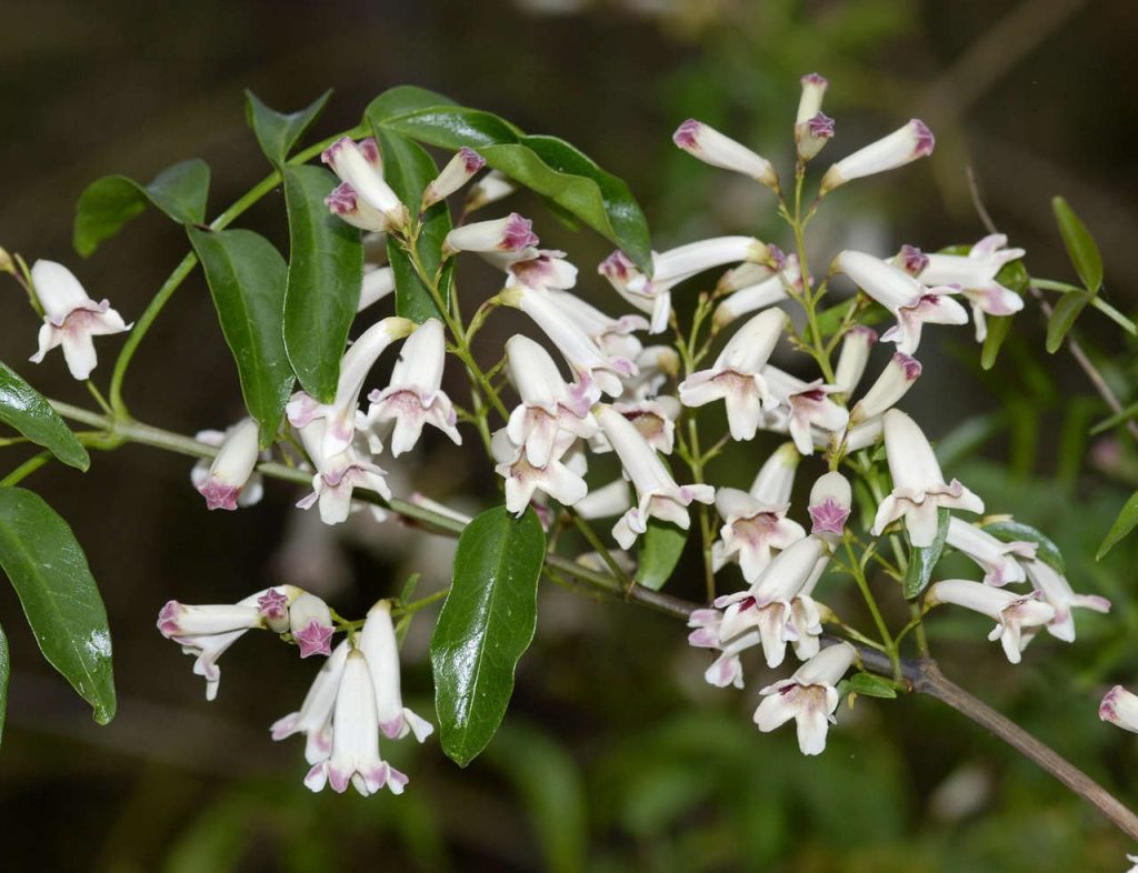 Pandorea pandorana Wonga Vine CC | Australian Plants Society