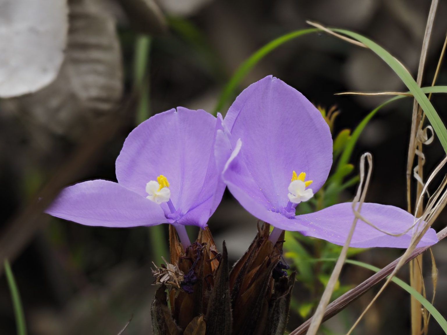 Grasses and clumping plants | Australian Plants Society
