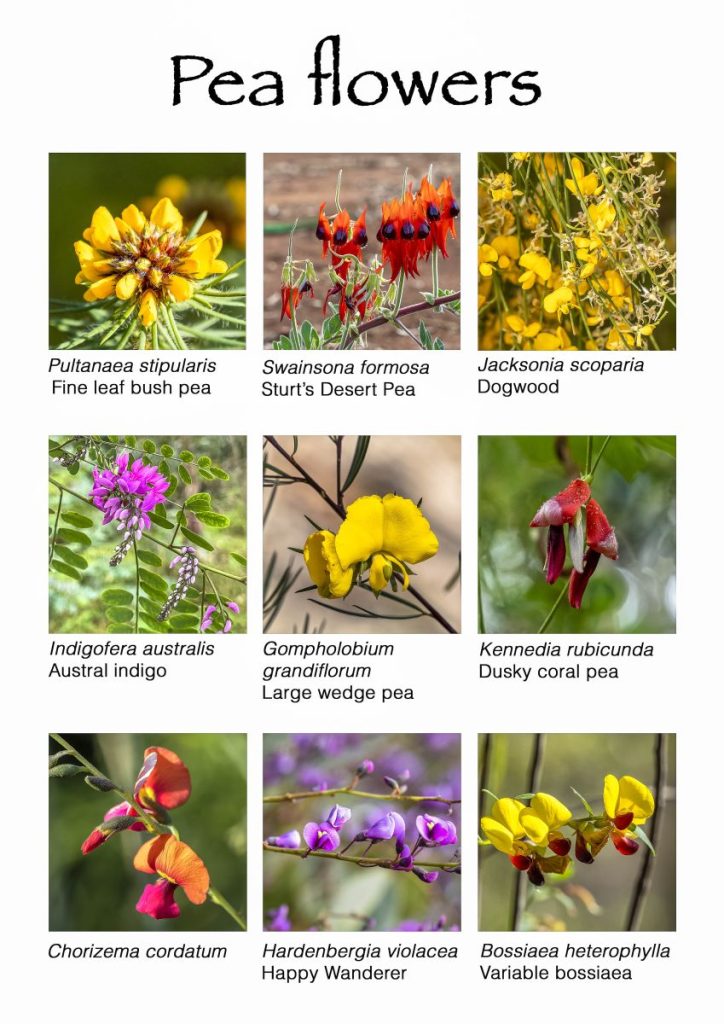 Pea flowers-Peas 2 _-2-2 | Australian Plants Society