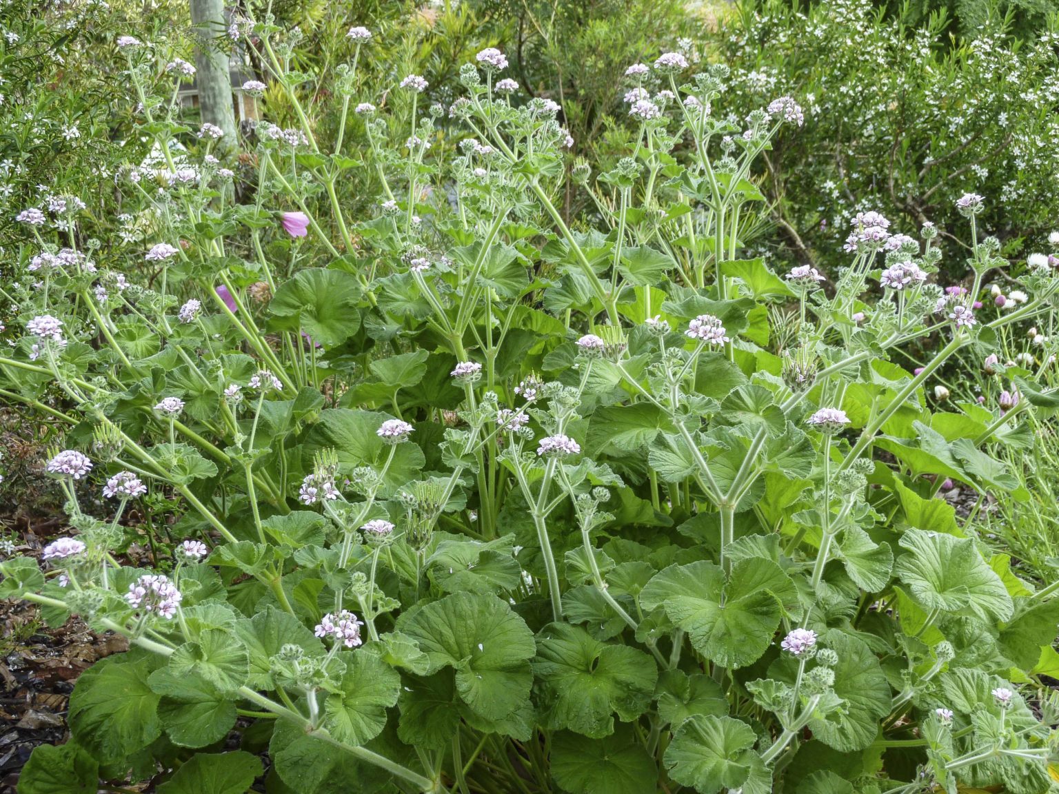 Pelargonium australe | Australian Plants Society