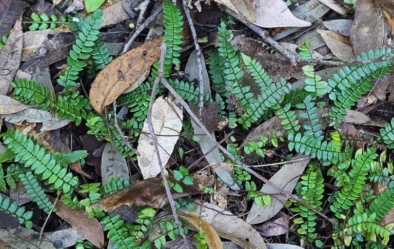 Pellaea-falcate-nana-Dwarf-Sickle-Fern adj | Australian Plants Society