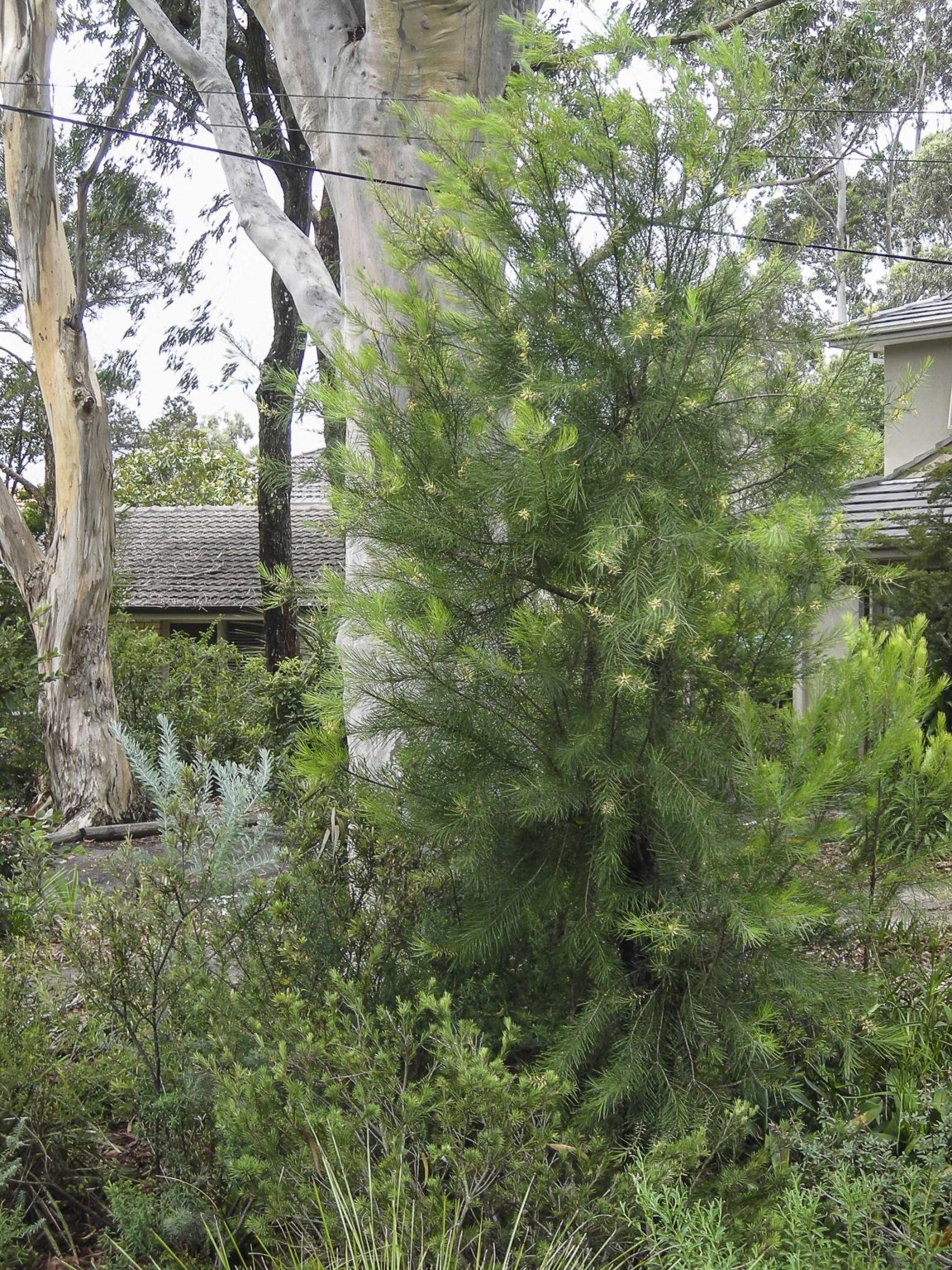 Persoonia linearis plant | Australian Plants Society