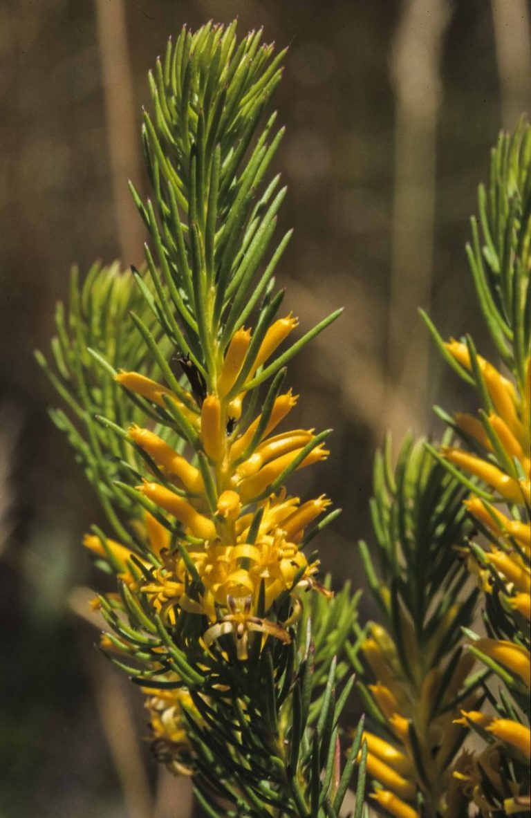 Persoonia acerosa | Australian Plants Society