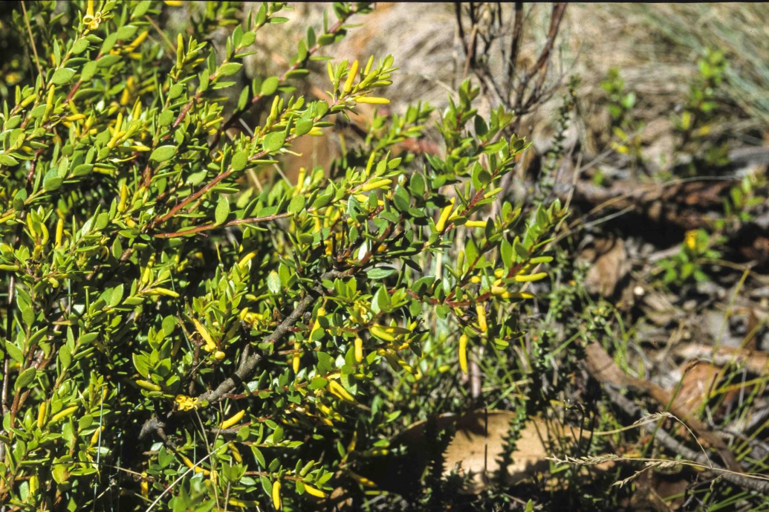 Persoonia acuminata | Australian Plants Society