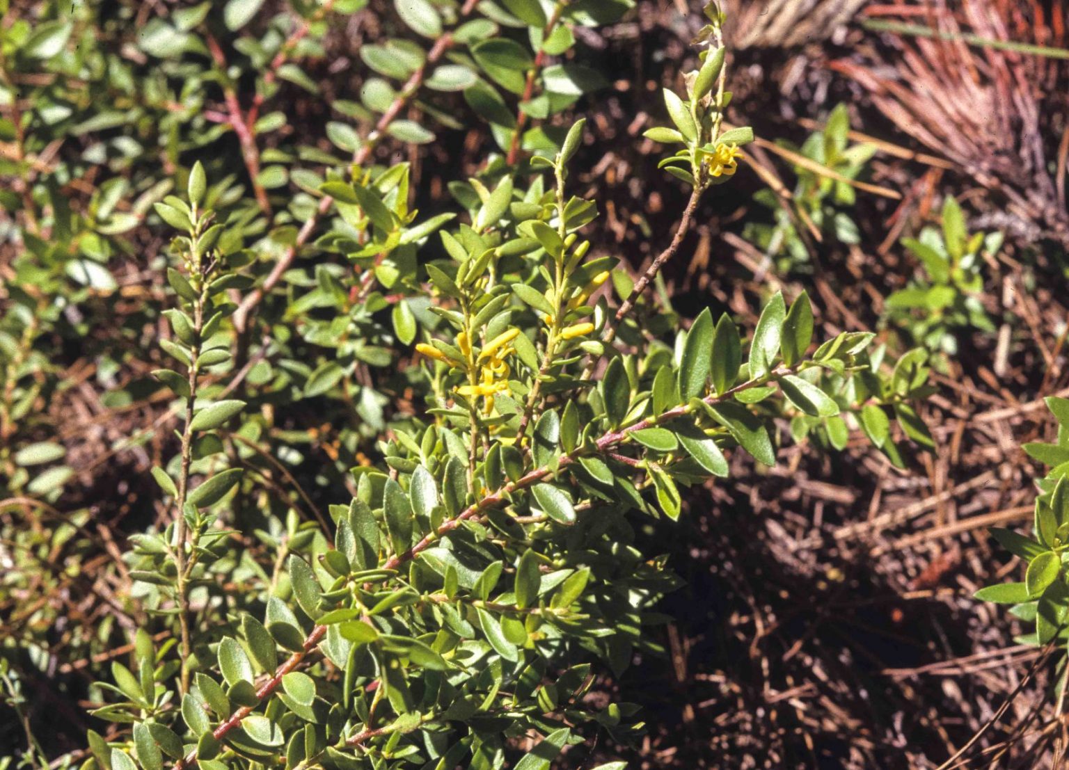Persoonia acuminata | Australian Plants Society