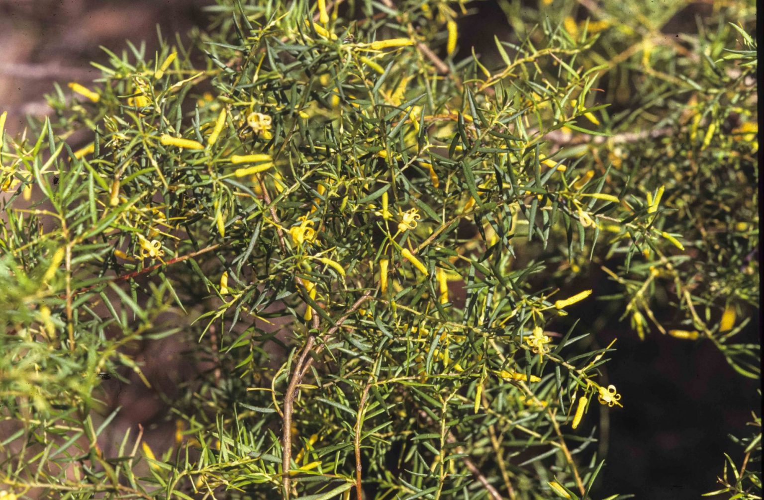 Persoonia bargoensis | Australian Plants Society