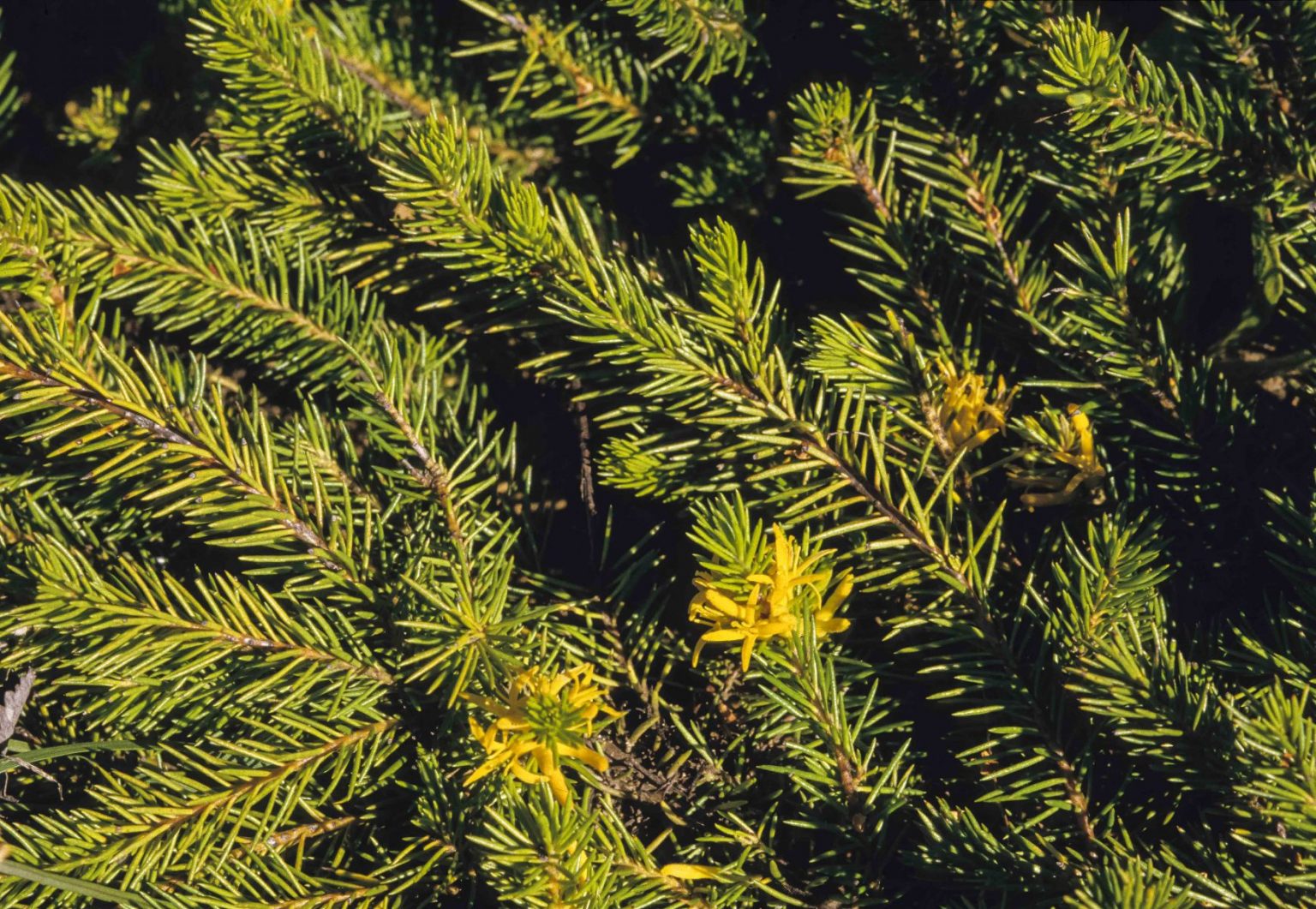 Persoonia chamaepitys | Australian Plants Society